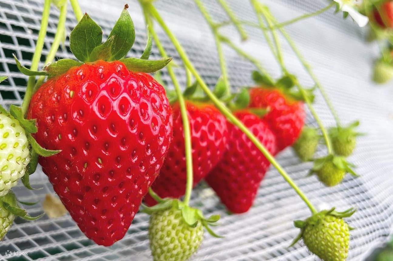 [Saga Winter Strawberry Picking Day Trip] Arita Porcelain Park + Takeo ...